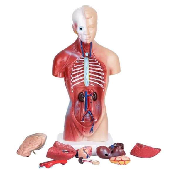 Human Torso Anatomical Model with Internal Organs 28cm Unisex – FreePostage